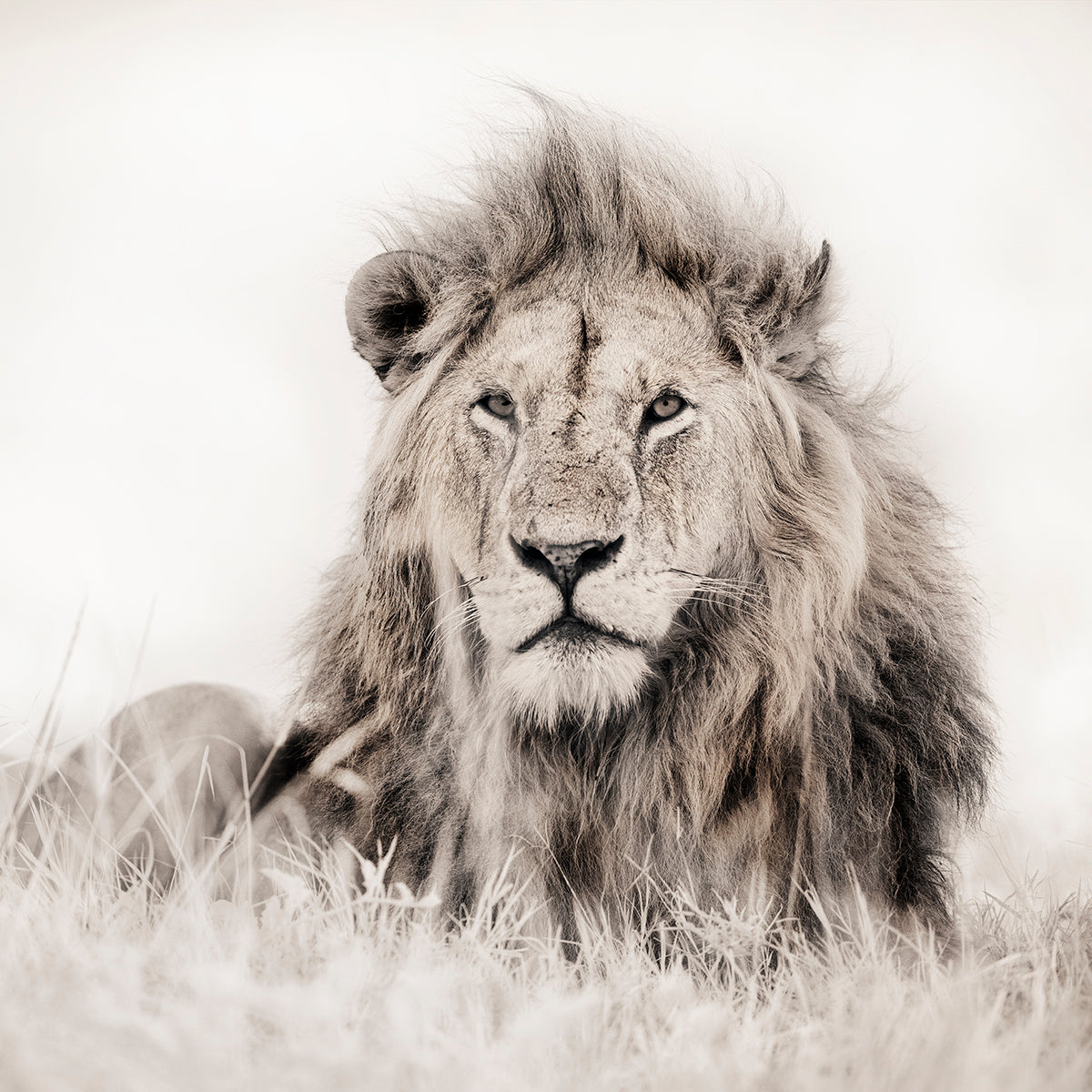 LEGEND – Limited Collections